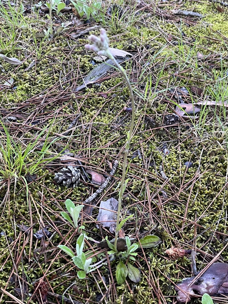Parlin's Pussytoes from Amnicon Falls State Park, South Range, WI, US ...