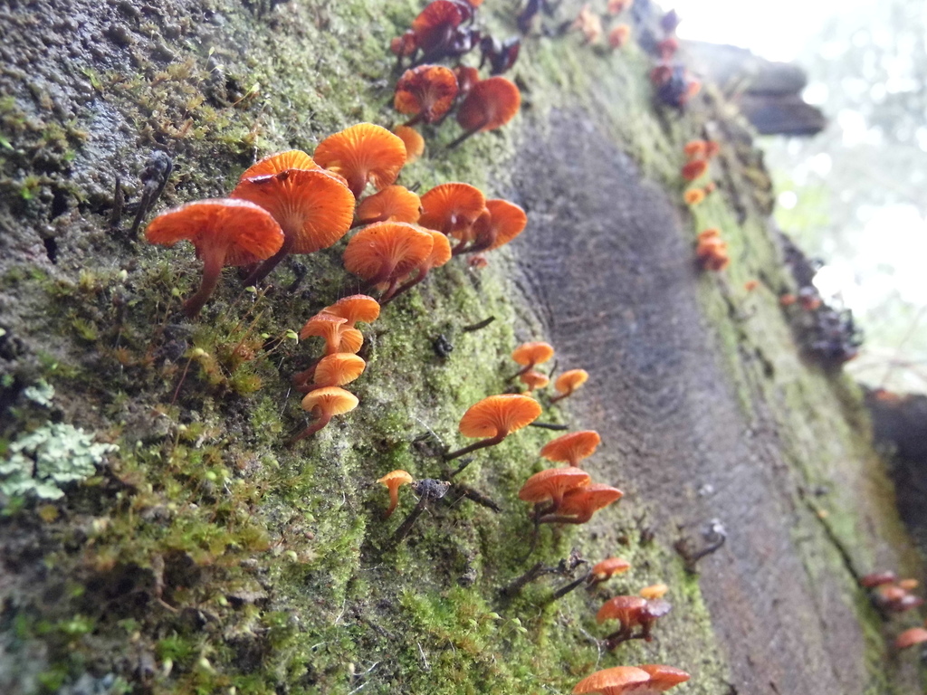 Pinewood Gingertail from Valle de Bravo, Méx., México on July 3, 2022 ...