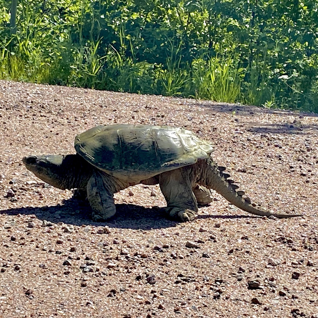 Common Snapping Turtle from Whiteshell Provincial Park, Division #1 ...
