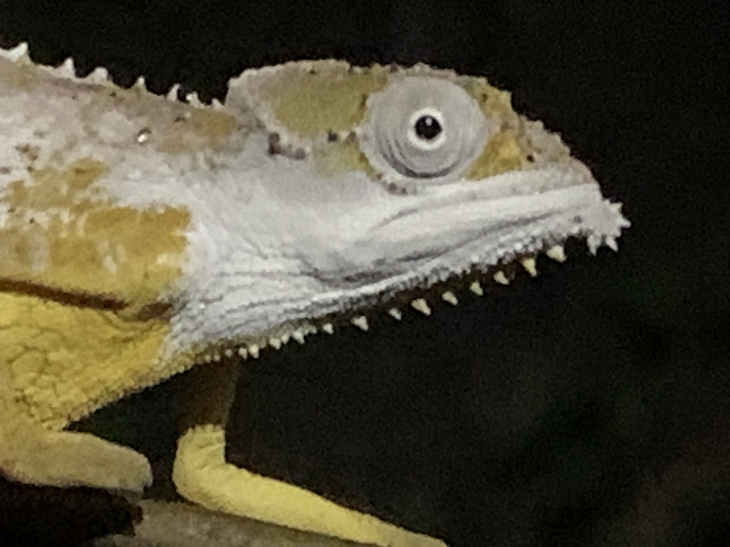 Tiger Chameleon in December 2021 by Petr Necas · iNaturalist