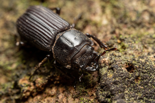 Nigidius sinicus · iNaturalist