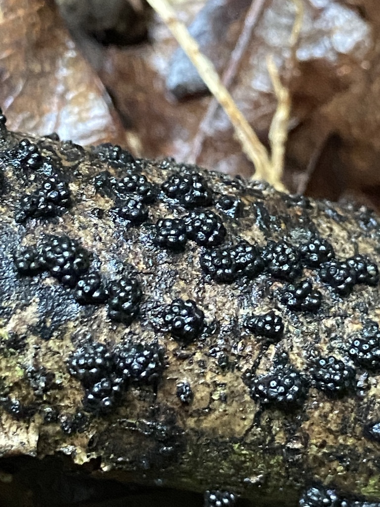 Annulohypoxylon truncatum from Horton Flats Rd, Olive Hill, KY, US on ...