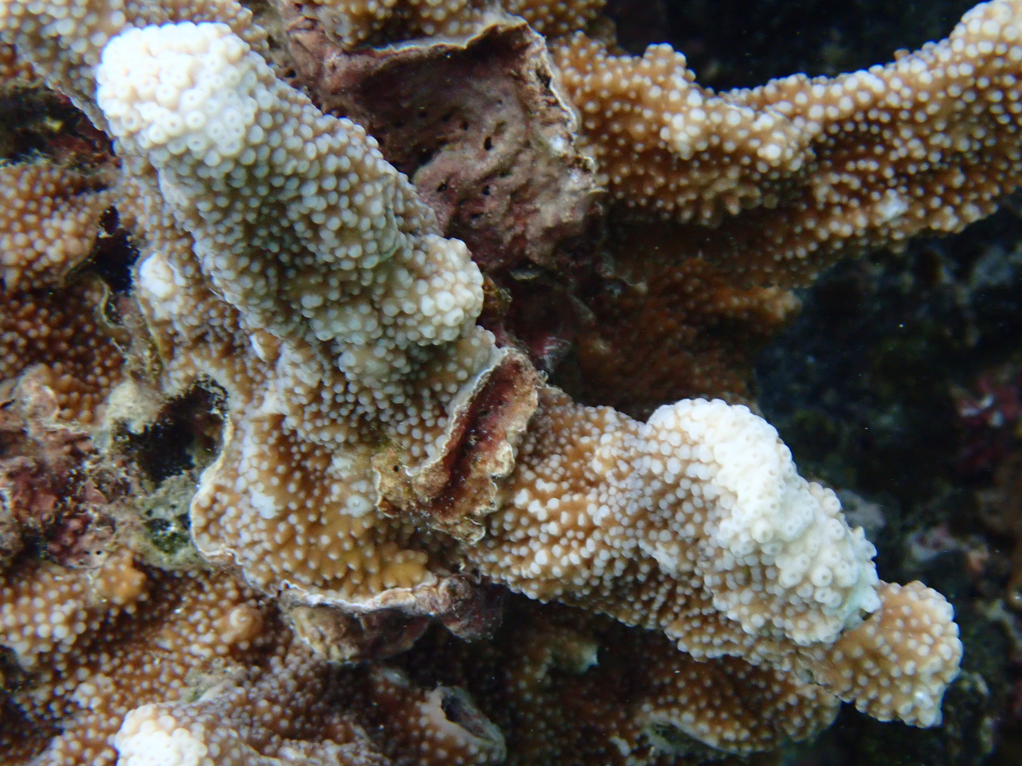 Isopora palifera (Lamarck, 1816)