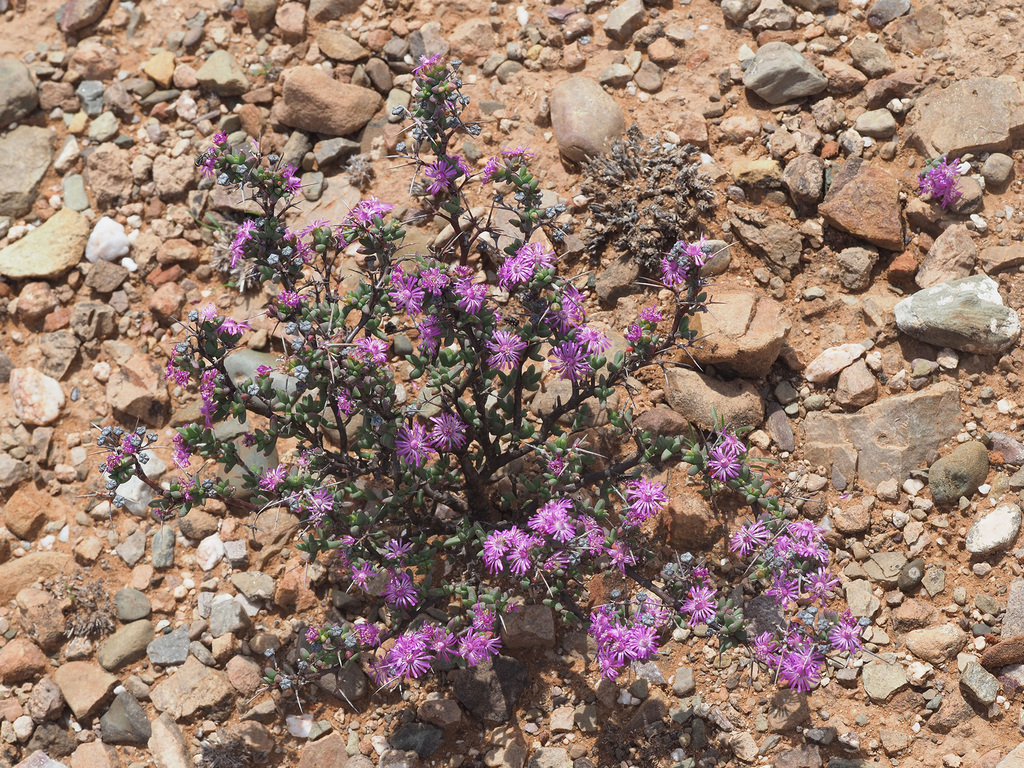 Tentfig from R329 w. Steytlerville, Cacadu, Eastern Cape, South Africa ...