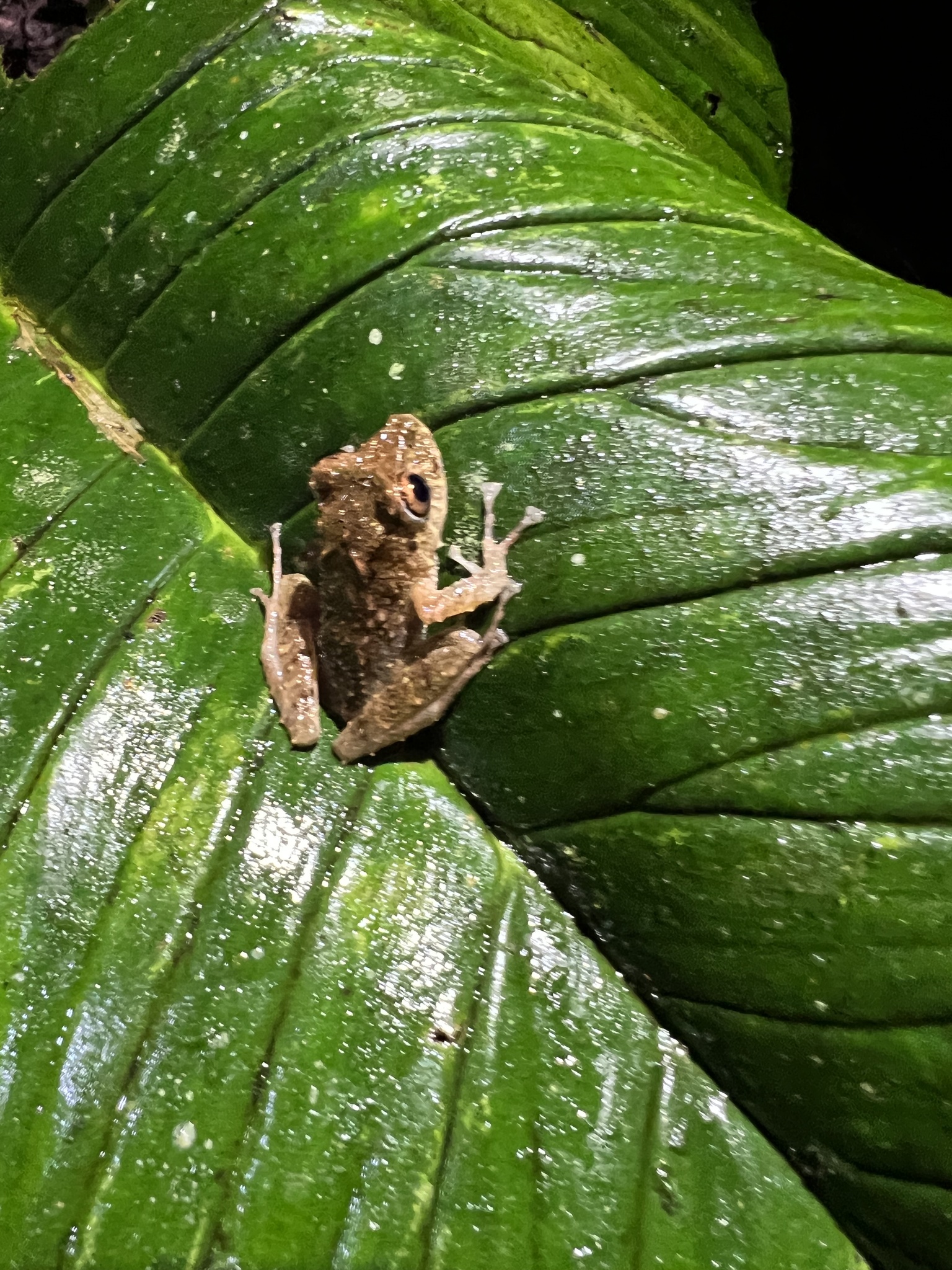 Pristimantis labiosus (Lynch, Ruiz-Carranza & Ardila-Robayo, 1994)