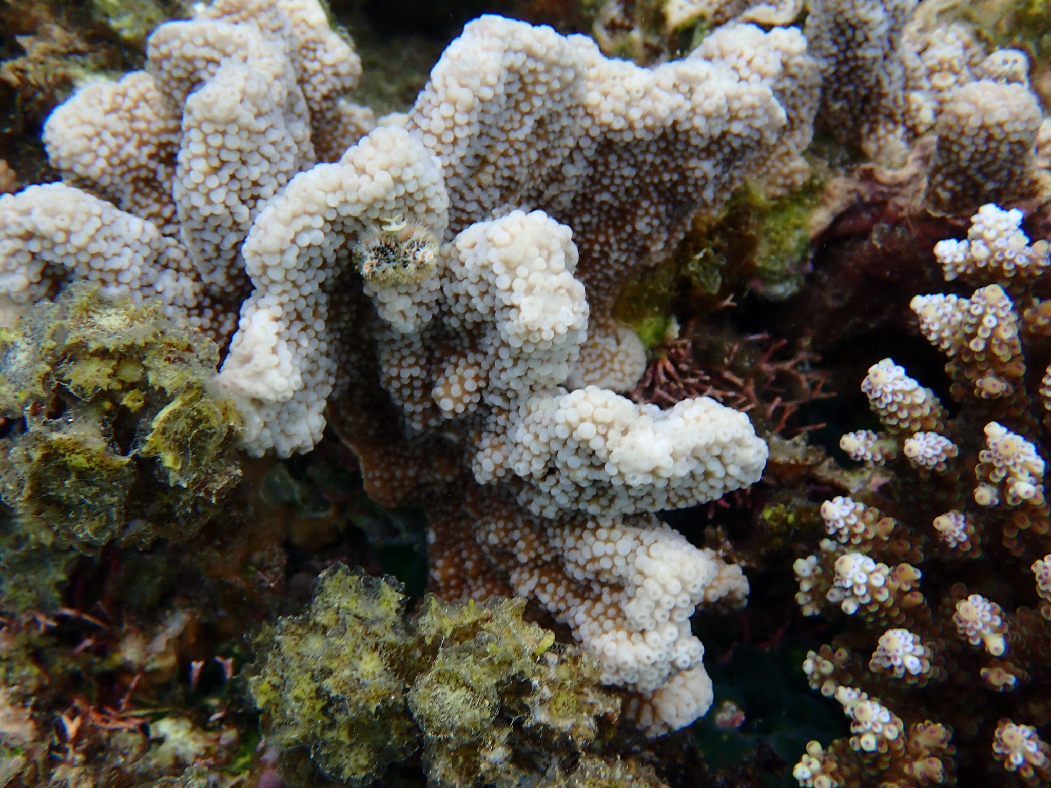 Isopora palifera (Lamarck, 1816)