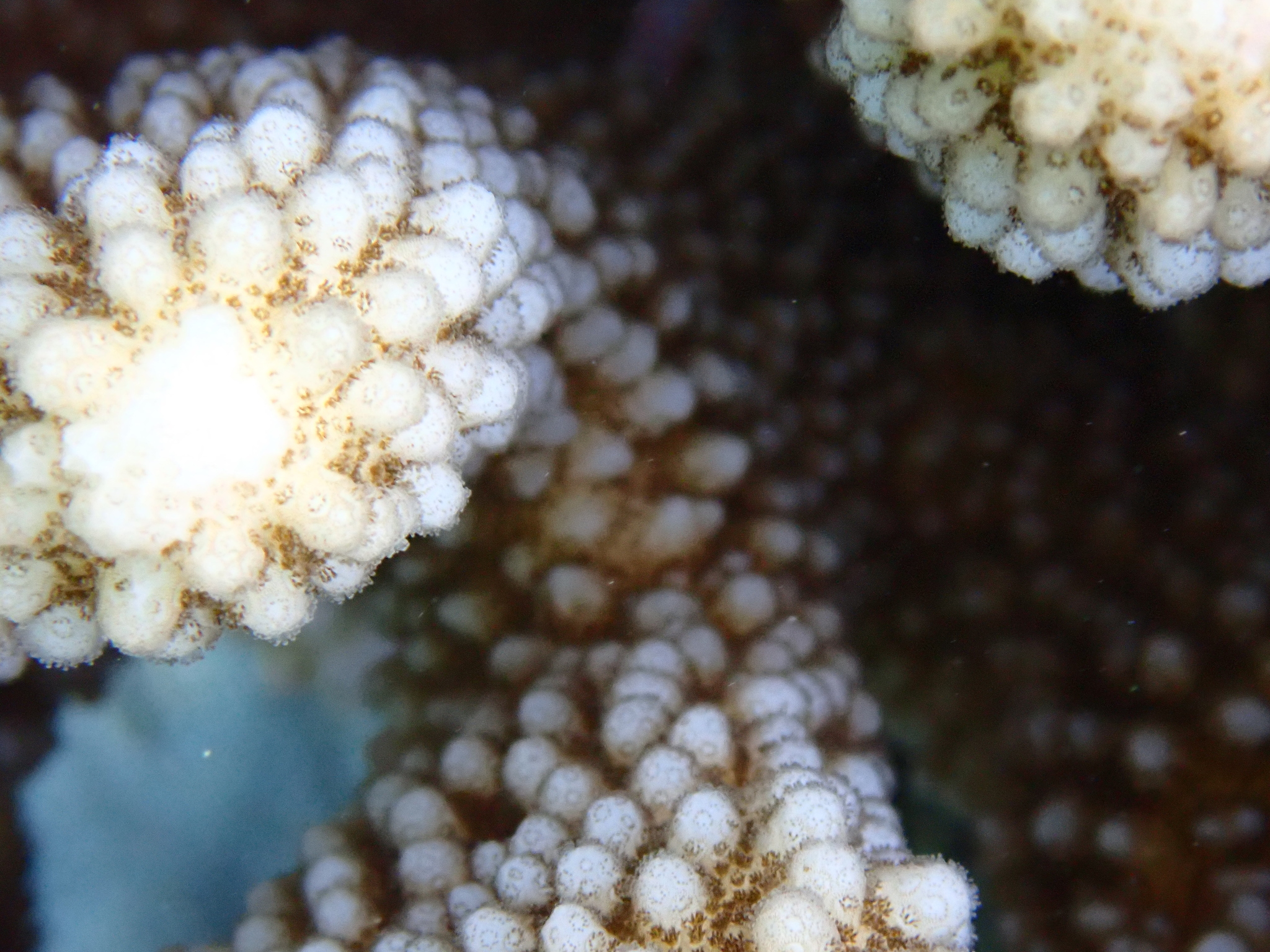 Isopora palifera (Lamarck, 1816)