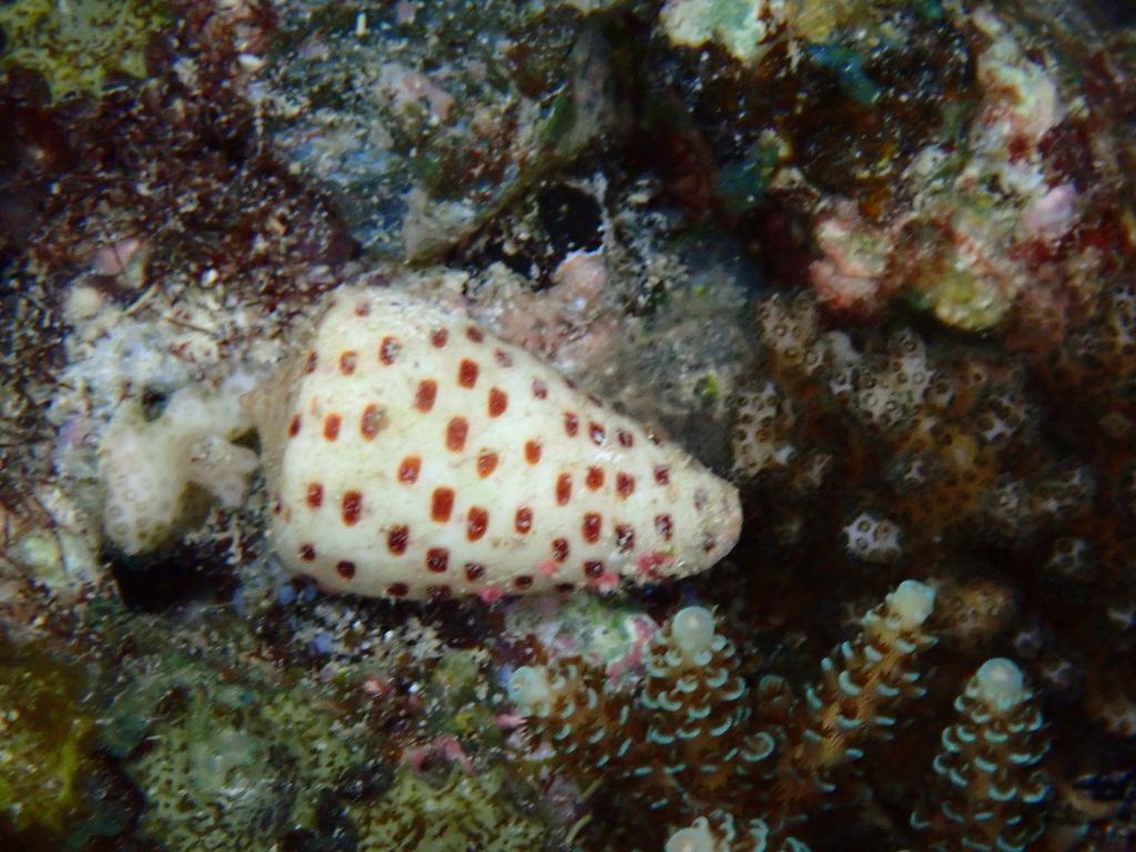Ivory Cone from Lomaiviti, Fiji on June 30, 2022 at 02:32 PM by Debra ...
