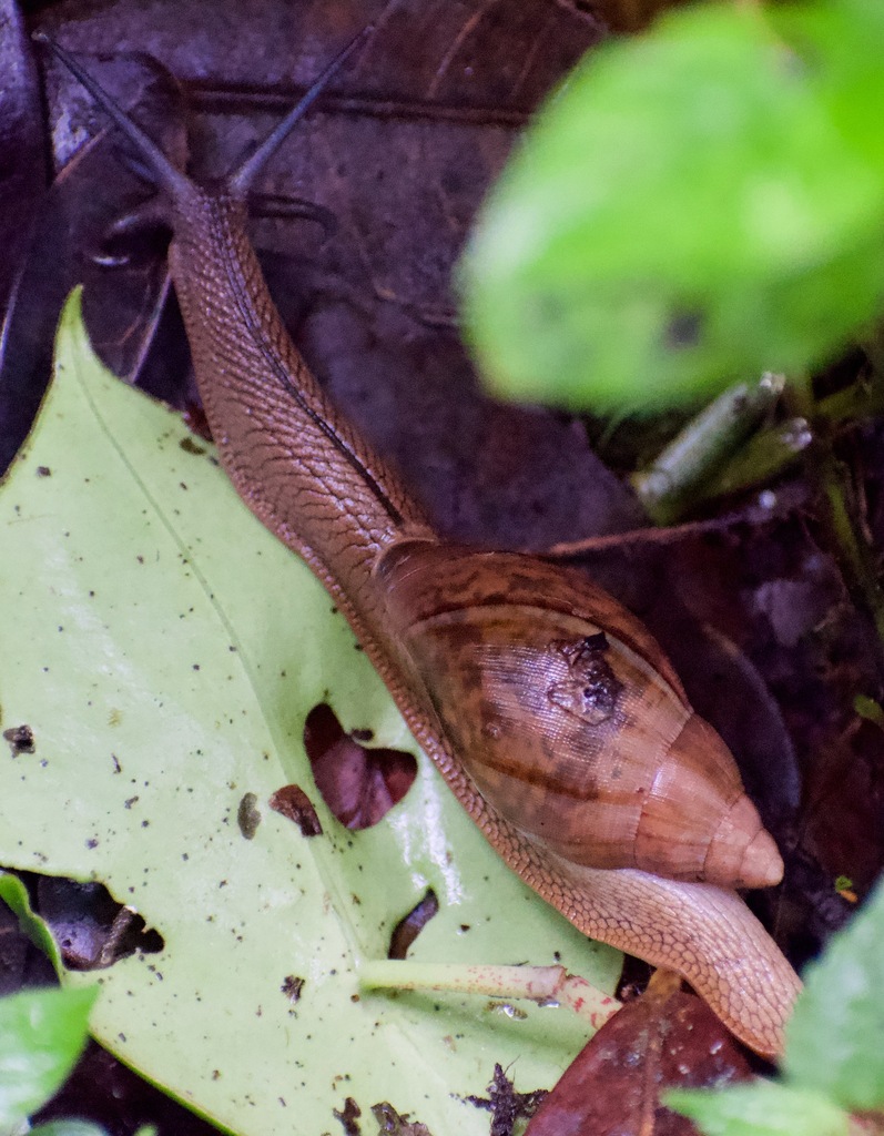 wolf snails from Puntarenas Province, Monteverde, Costa Rica on June 21 ...