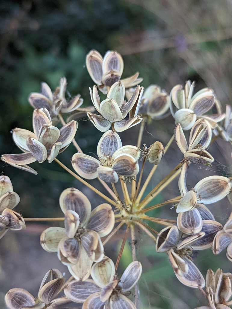 Fernleaf Biscuitroot from White Salmon, WA, USA on June 28, 2022 at 07: ...