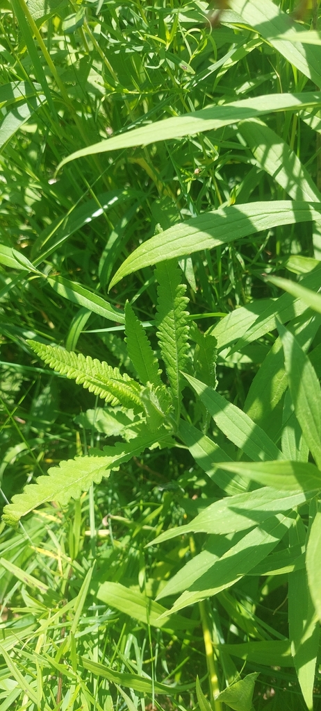 swamp lousewort from Morton Grove, IL 60053, USA on July 3, 2022 at 01: ...