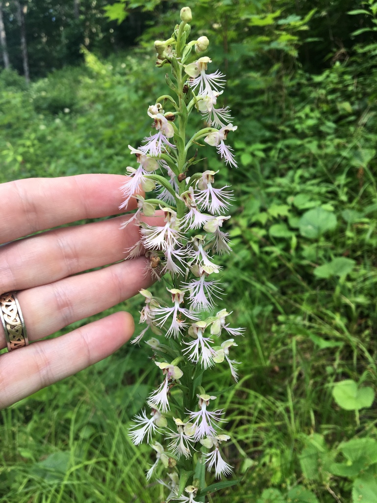 Andrews' bog orchid in July 2018 by Lonnie Murray · iNaturalist