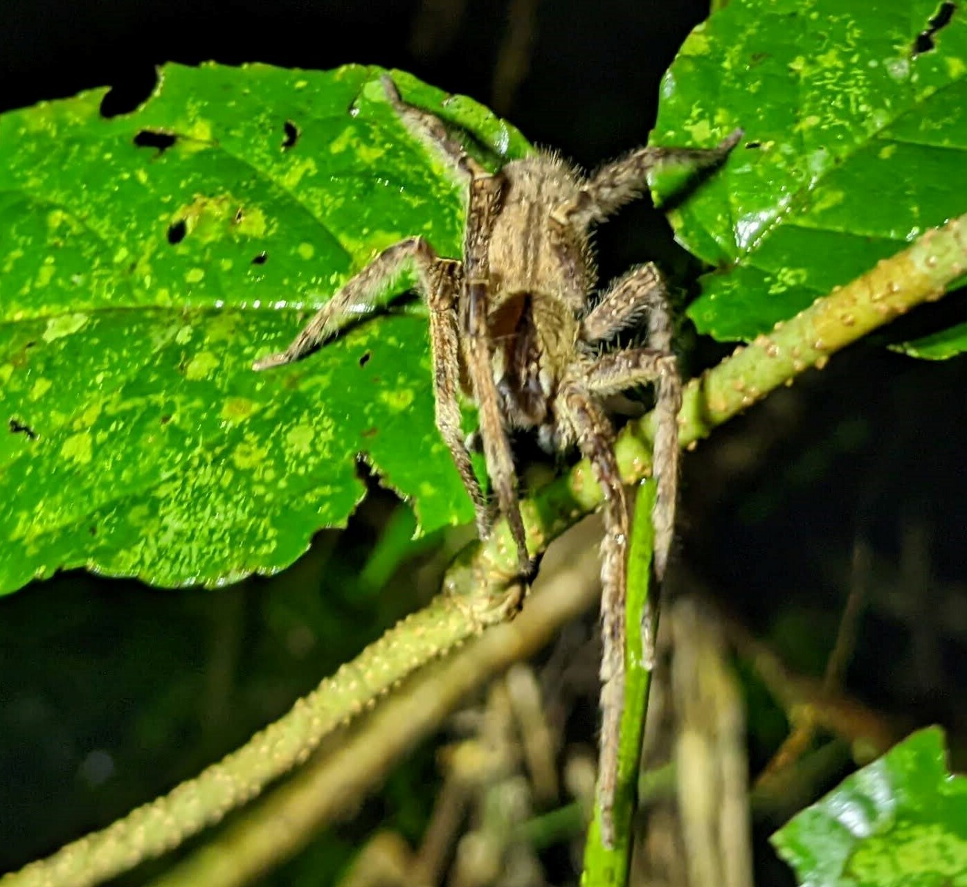 Phoneutria boliviensis (F.O.Pickard-Cambridge, 1897)