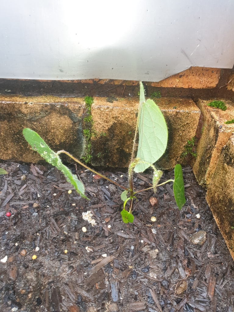Big-Leaf Vine from Toormina NSW 2452, Australia on July 6, 2022 at 02: ...