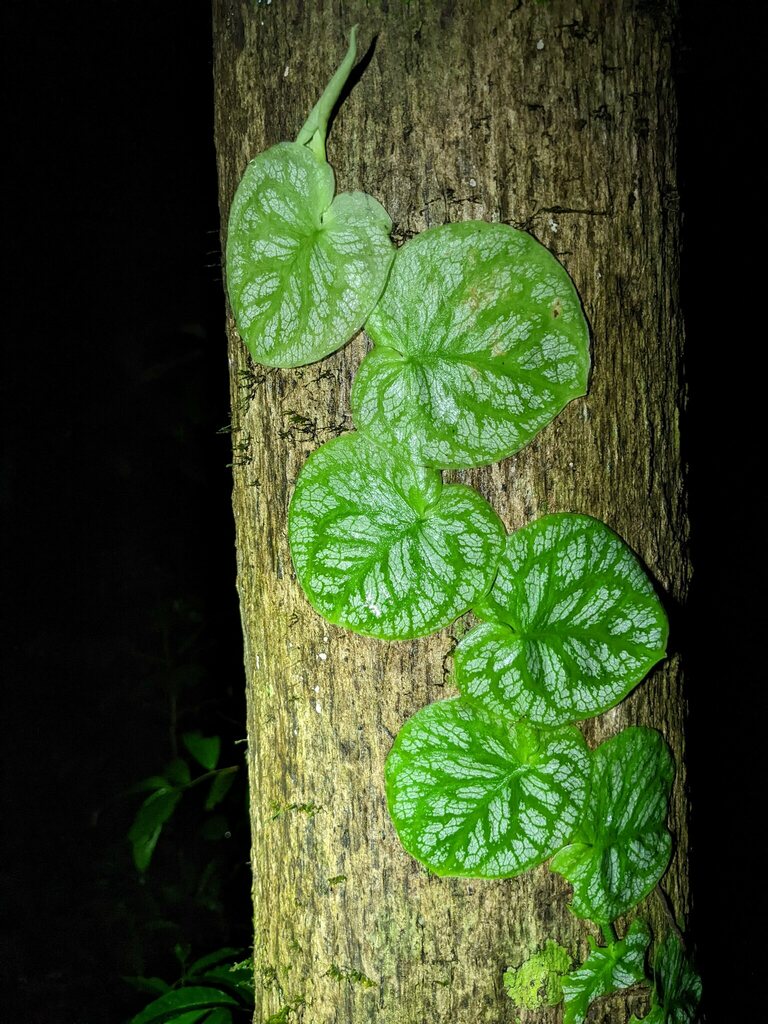shingles plant from Leticia, Amazonas, Colombia on May 31, 2022 at 08: ...