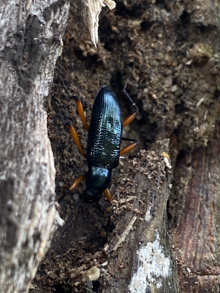 Strongylium erythrocephalum from 金山郊野公園, 金山, 新界, HK on July 06, 2022 at ...