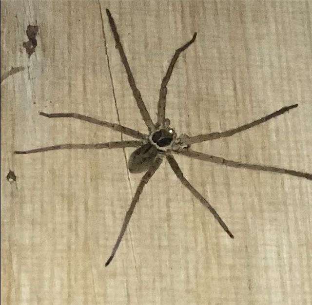 Pantropical Huntsman Spider from Puerto Rico, Trujillo Alto, Puerto ...