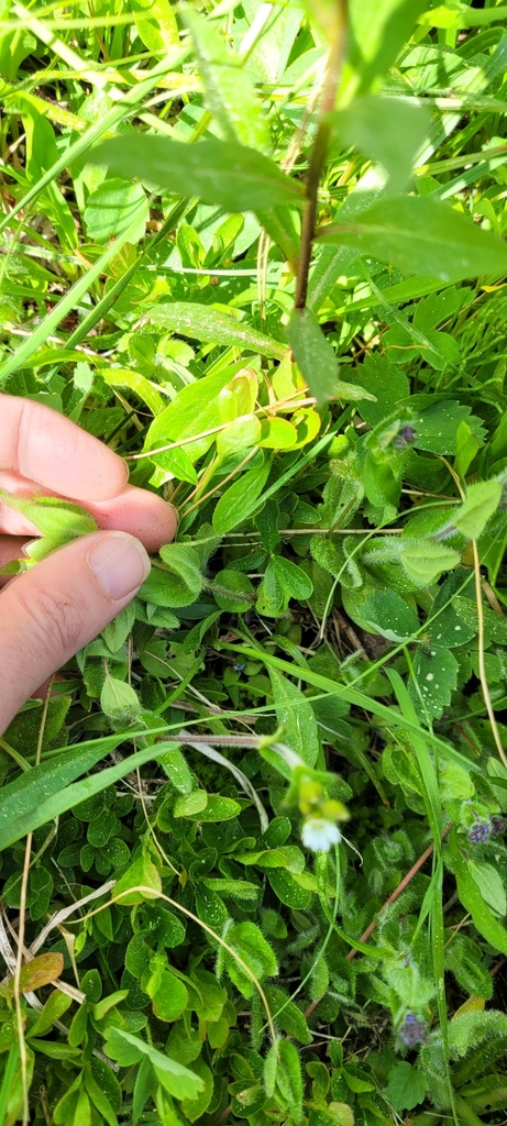 American alpine speedwell from TIMBRLINE LDG, OR 97028, USA on July 4 ...