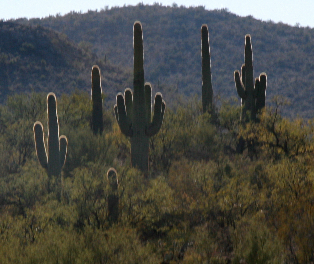 saguaro from Pima County, AZ, USA on November 24, 2004 at 01:05 PM by ...