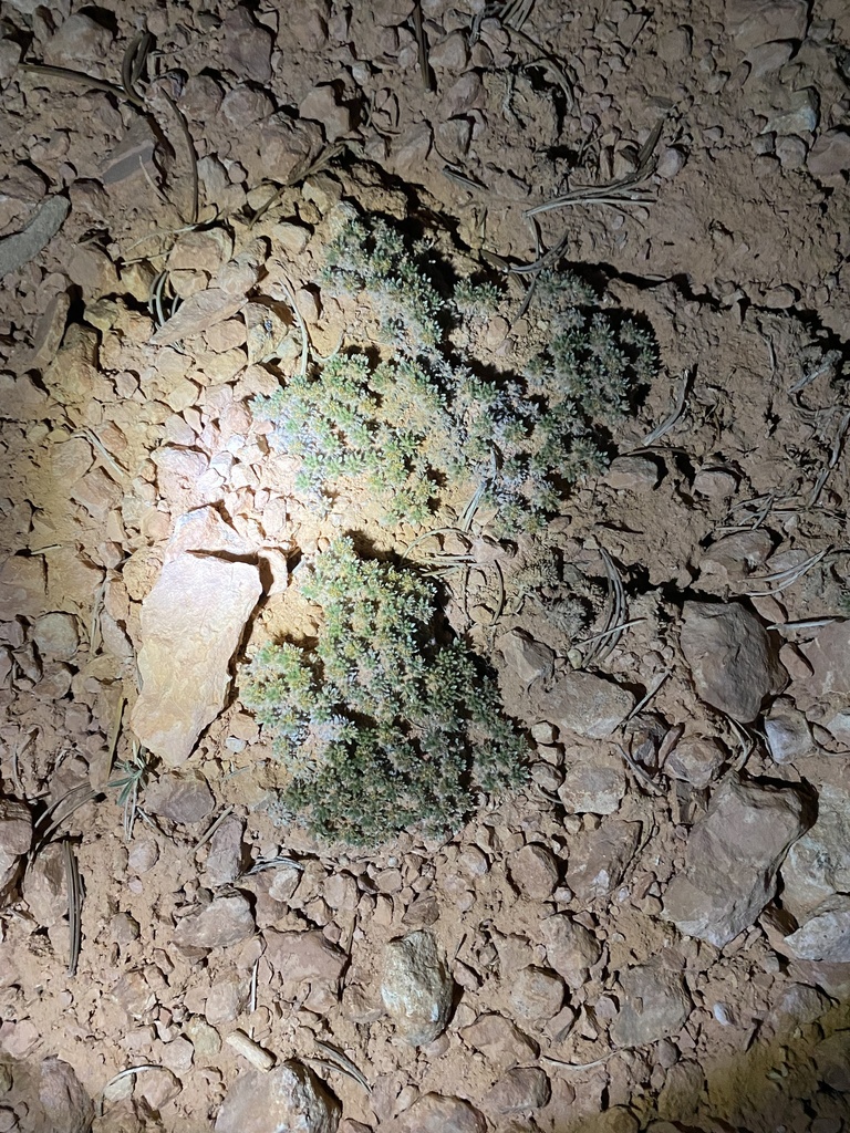 Red Canyon Buckwheat from Dixie National Forest, Hatch, UT, US on June ...
