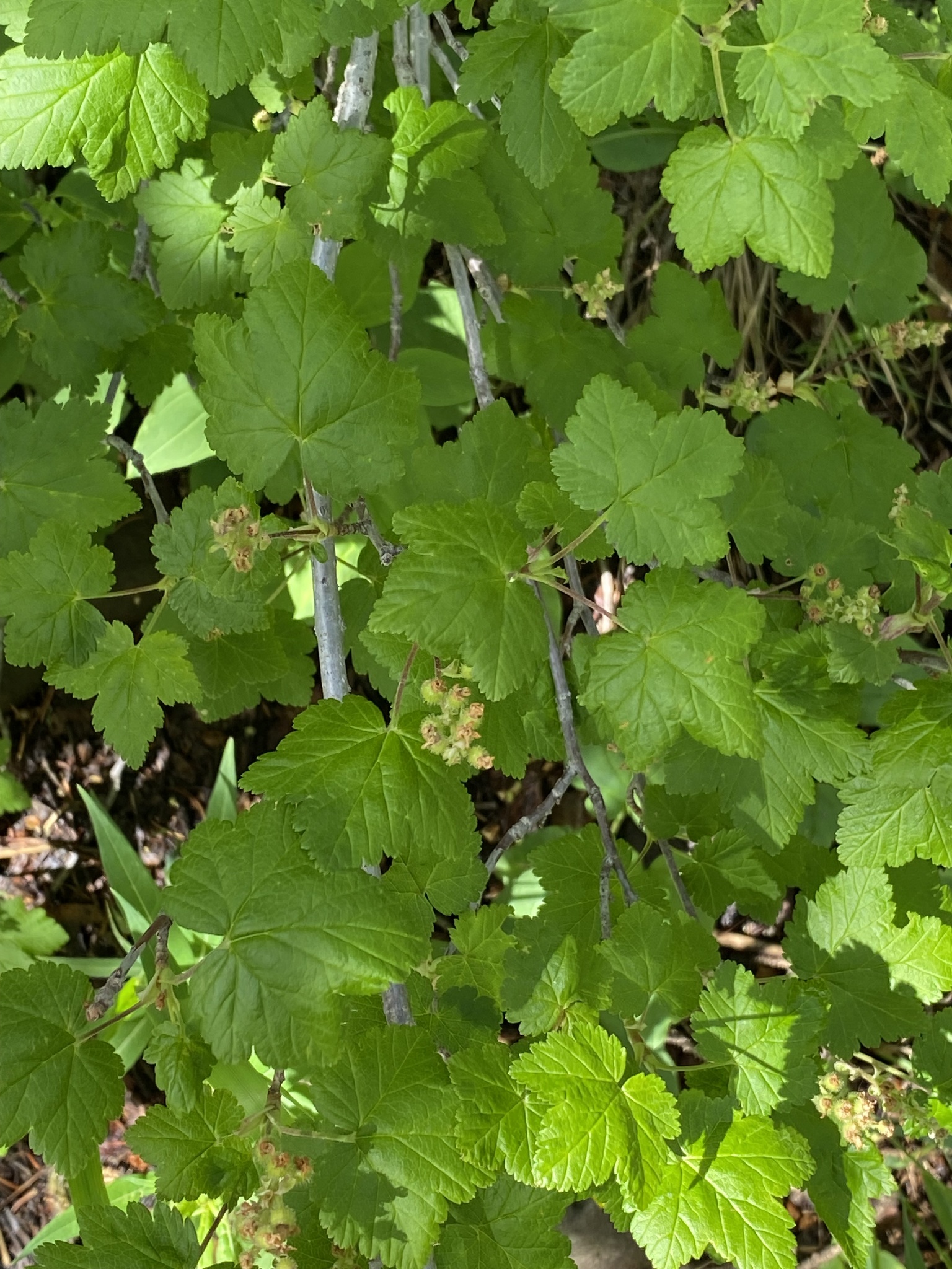 Ribes wolfii Rothr.