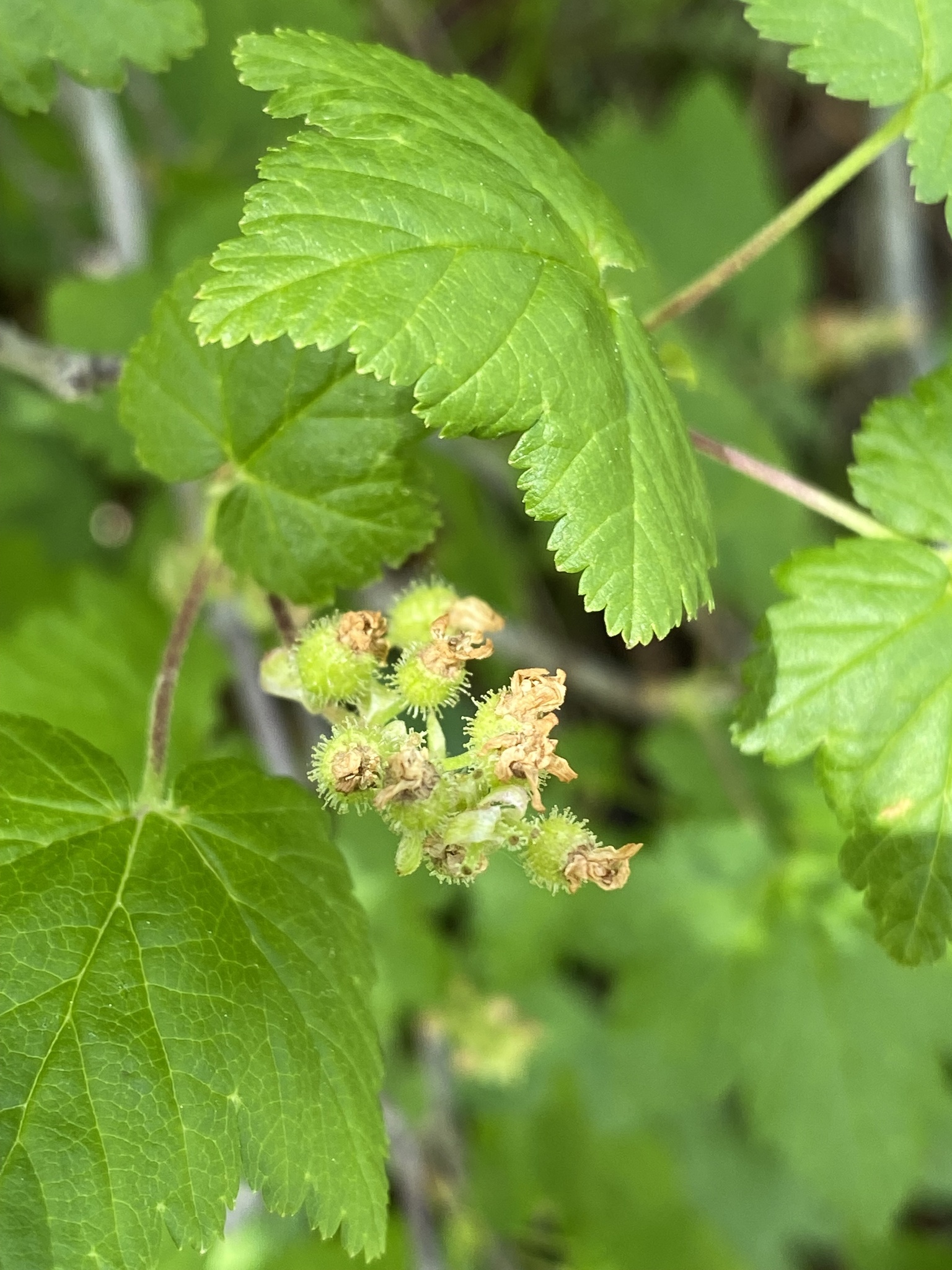 Ribes wolfii Rothr.