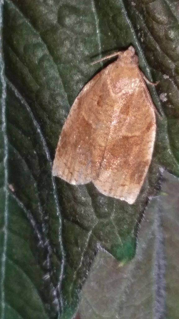 Rose Tortrix Moth from Себеж, Псковская обл., Россия on July 6, 2022 at ...