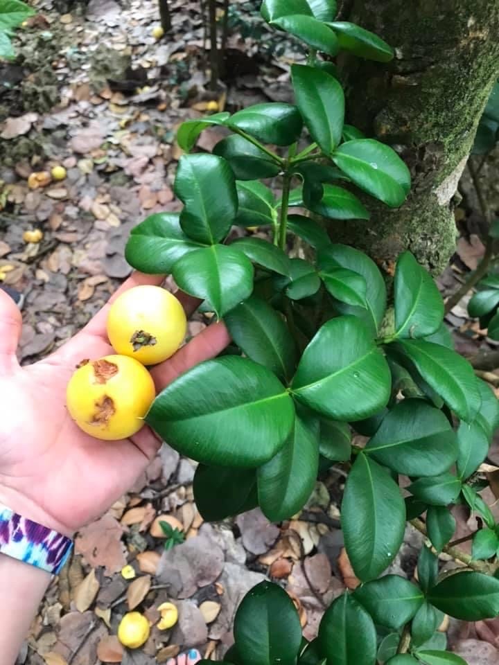 Garcinia portoricensis (Urb.) Alain