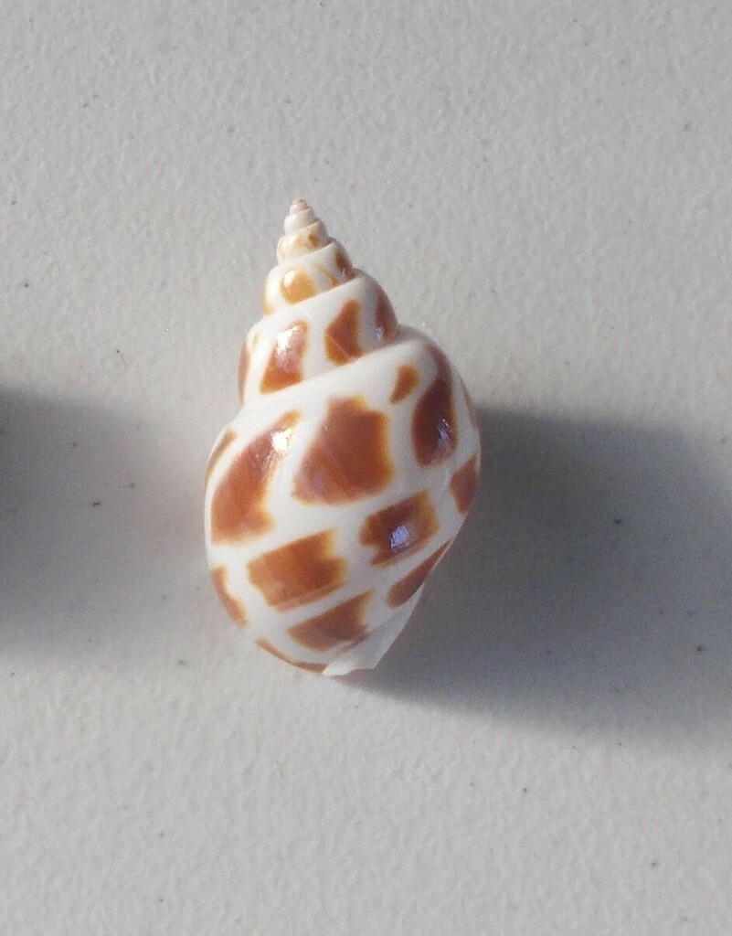 Spotted Babylon Snail from Vietnam on July 6, 2022 at 10:47 AM by ...