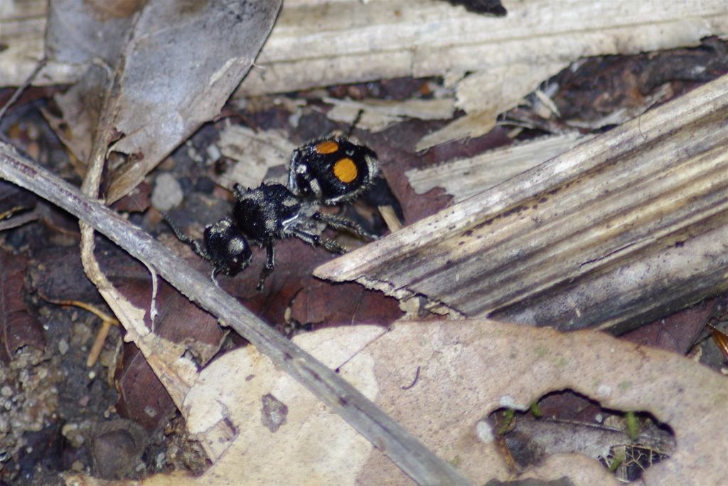 Hoplomutilla from Guyana on January 17, 2011 at 01:14 PM by Mark Conboy ...