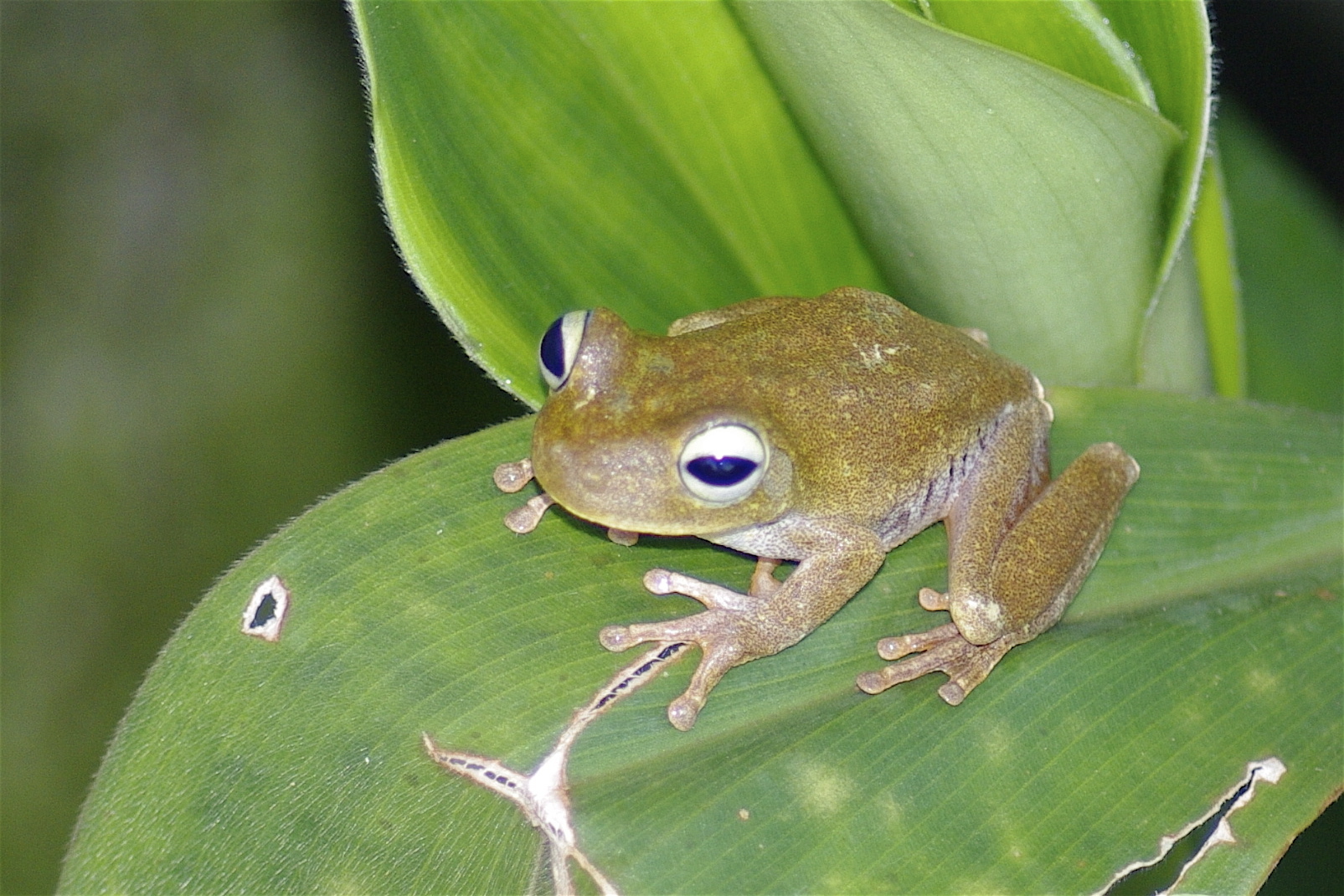 Boana xerophylla (Duméril & Bibron, 1841)