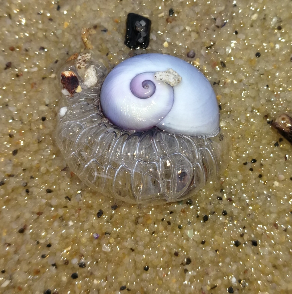 Violet Sea Snail from The Crescent at Margaret St, Fairlight NSW 2094 ...