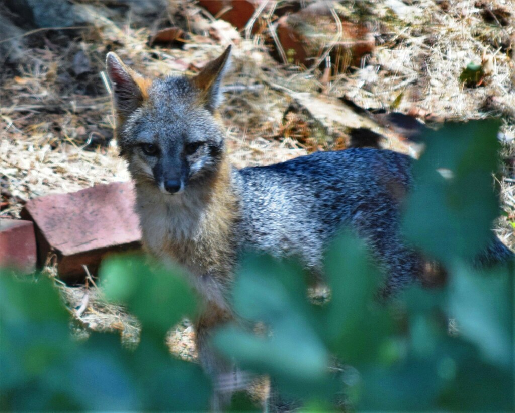 Gray Fox in July 2020 by Ken Mateik. Back in 2020, a pair of Gray Foxes ...