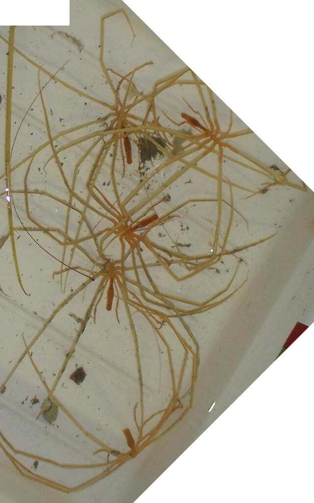 Colossendeis on March 29, 2005 at 08:19 PM by Tomas Cedhagen · iNaturalist