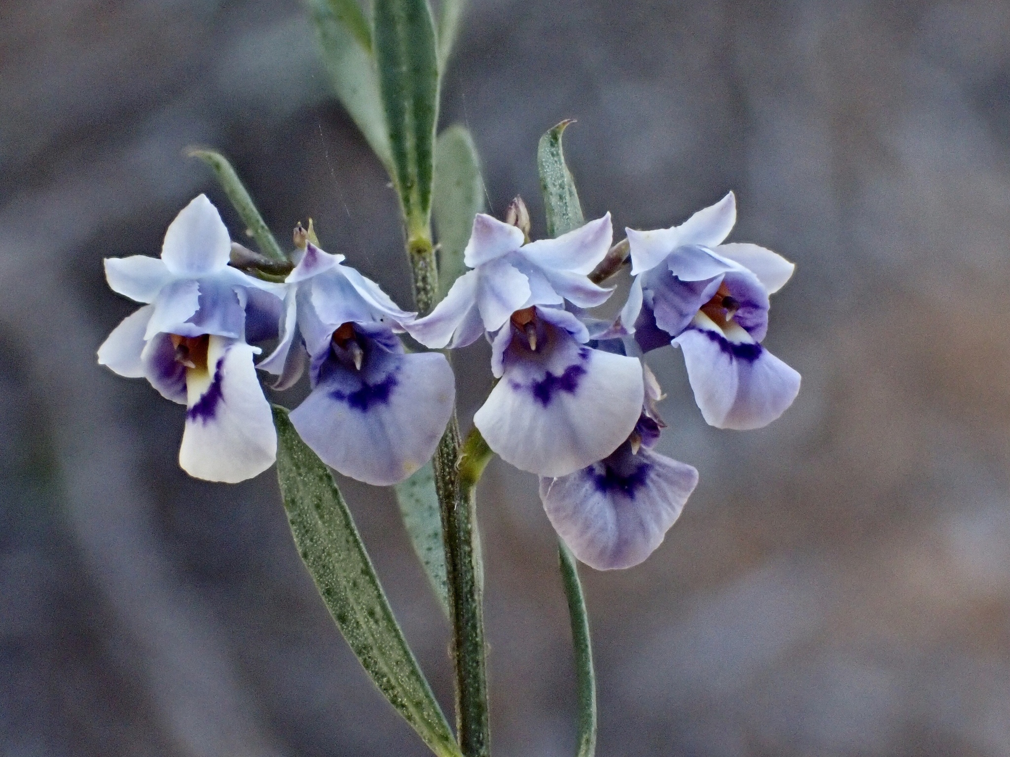 Pigea floribunda (Lindl.) Lindl.
