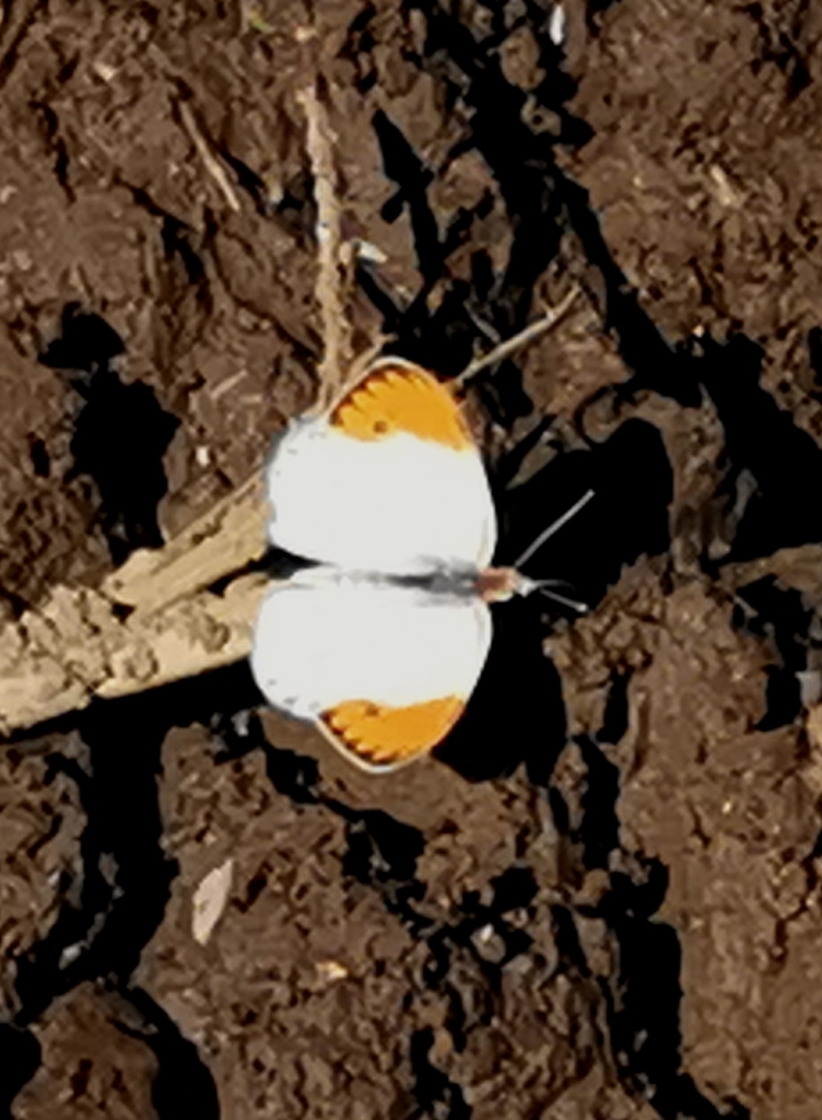 Desert Orange Tip from Otjozondjupa Region, Namibia on July 5, 2022 at ...