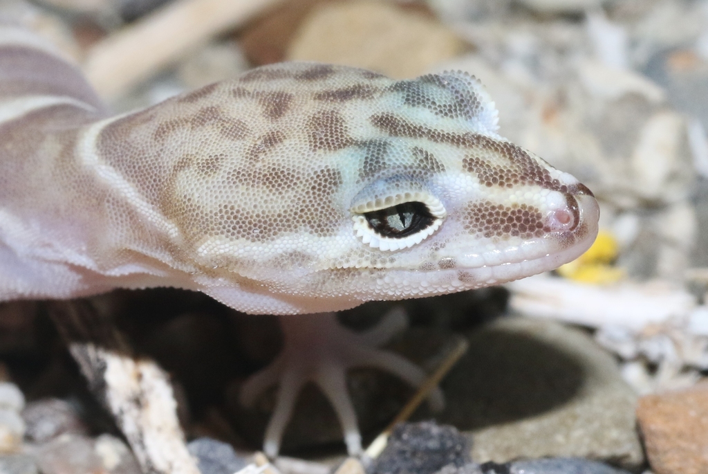 Western Banded Gecko from Inyo National Forest, Inyo County, US-CA, US ...