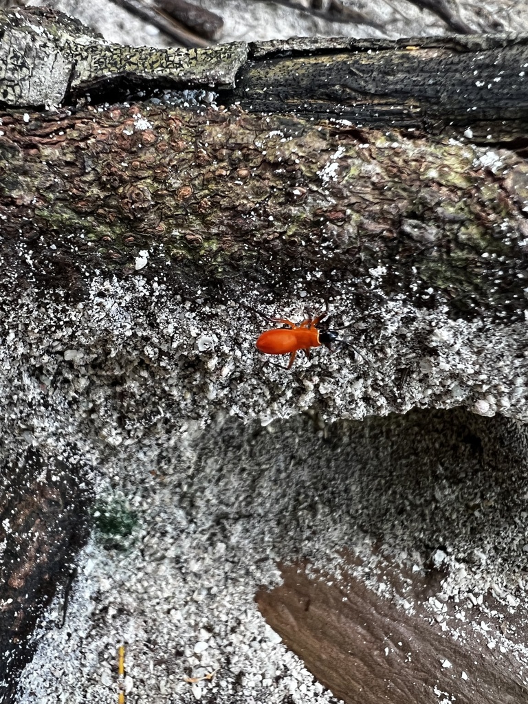 Dysdercus decussatus from Palau, PW on June 02, 2022 at 12:37 PM by ...