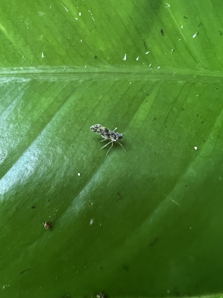 Bennini from Blue Trail, Palau, PW on June 2, 2022 at 01:33 PM by ...