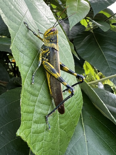 Subspecies Valanga nigricornis rammei · iNaturalist