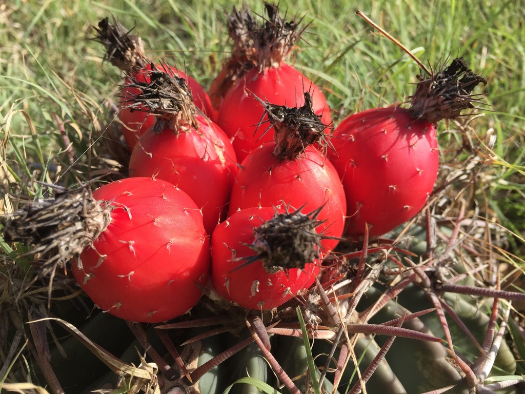 Horse Crippler Cactus from 76825, Brady, TX, US on July 11, 2018 at 09: ...