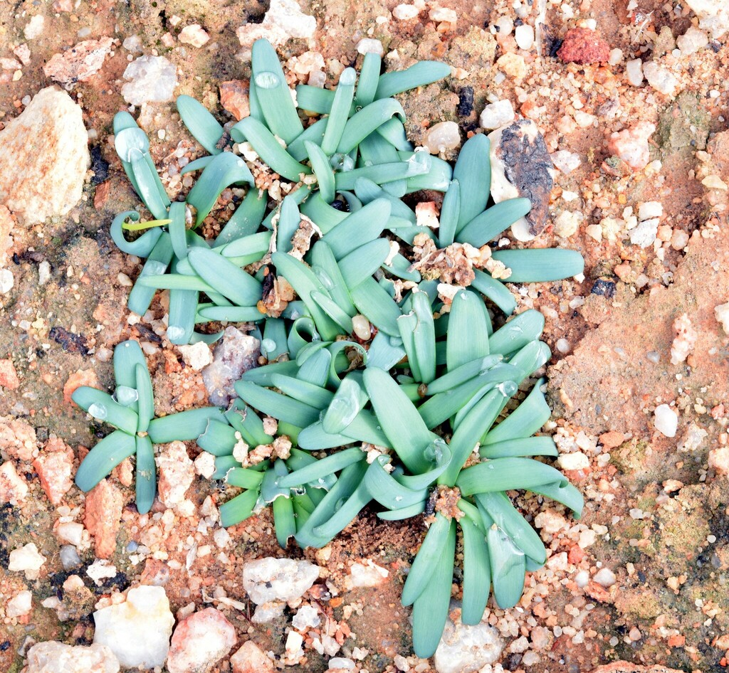 Gethyllis lata from West Coast DC, Afrique du Sud on June 18, 2022 at ...