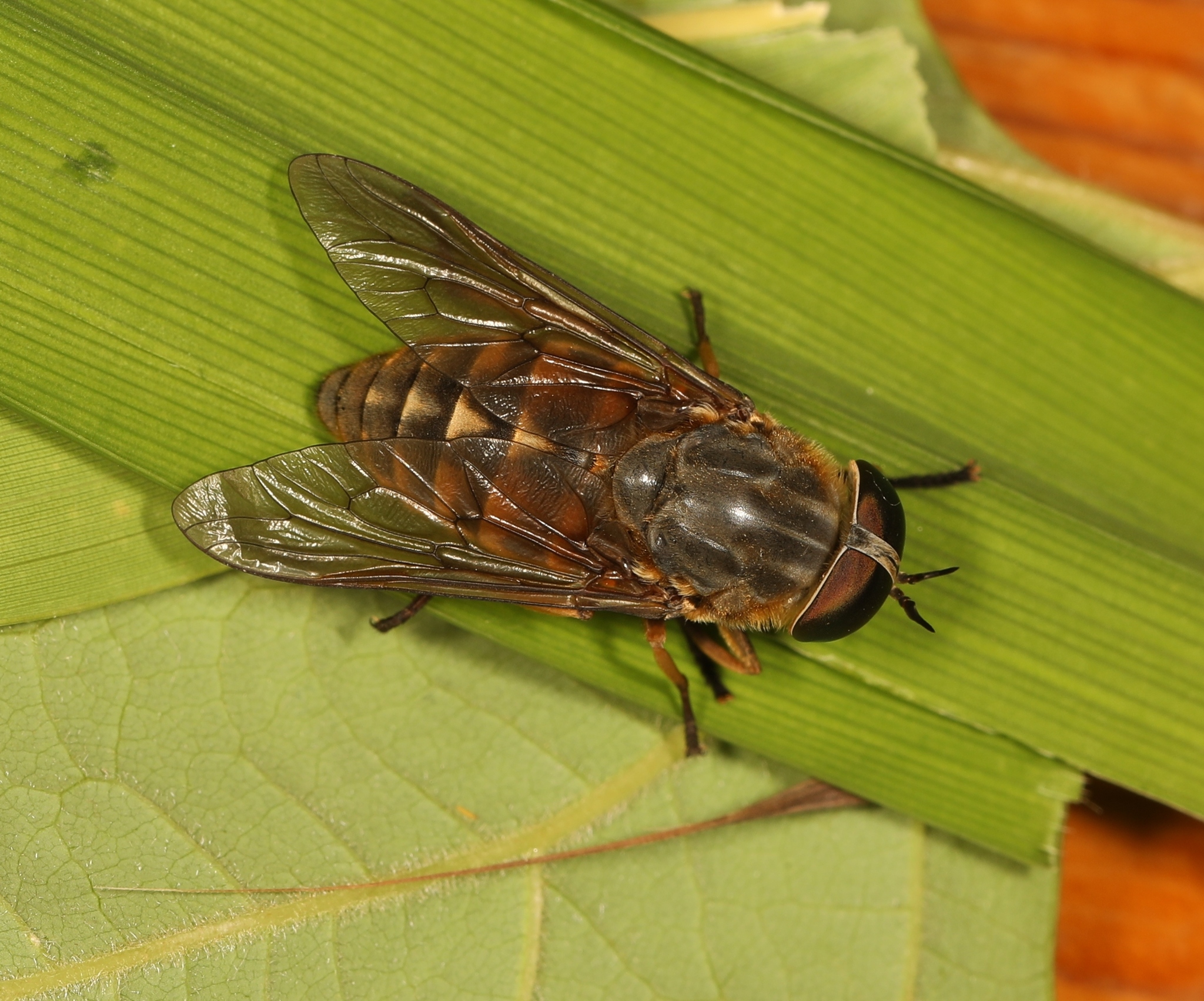 Tabanus bovinus Linnaeus, 1758