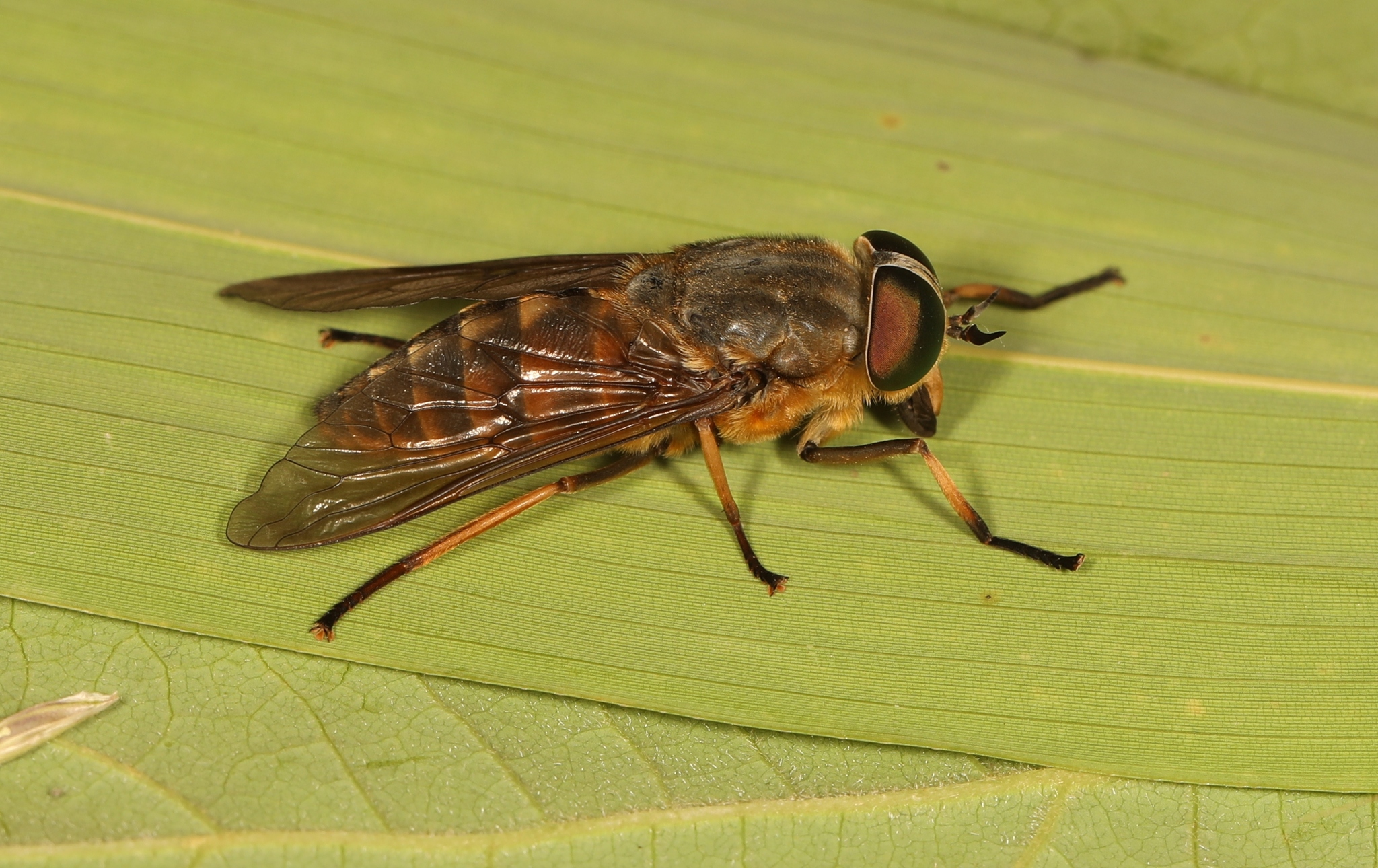 Tabanus bovinus Linnaeus, 1758