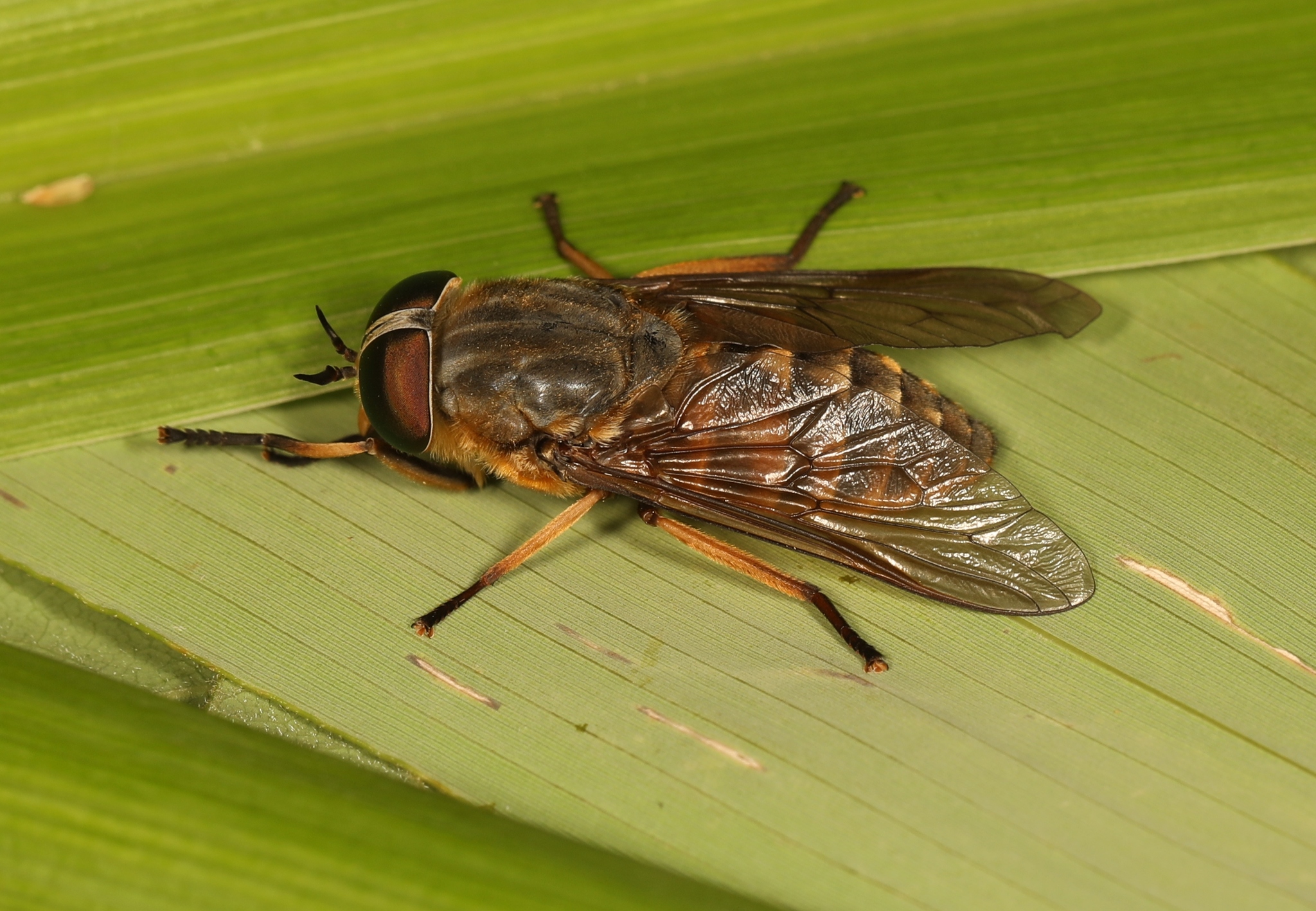 Tabanus bovinus Linnaeus, 1758