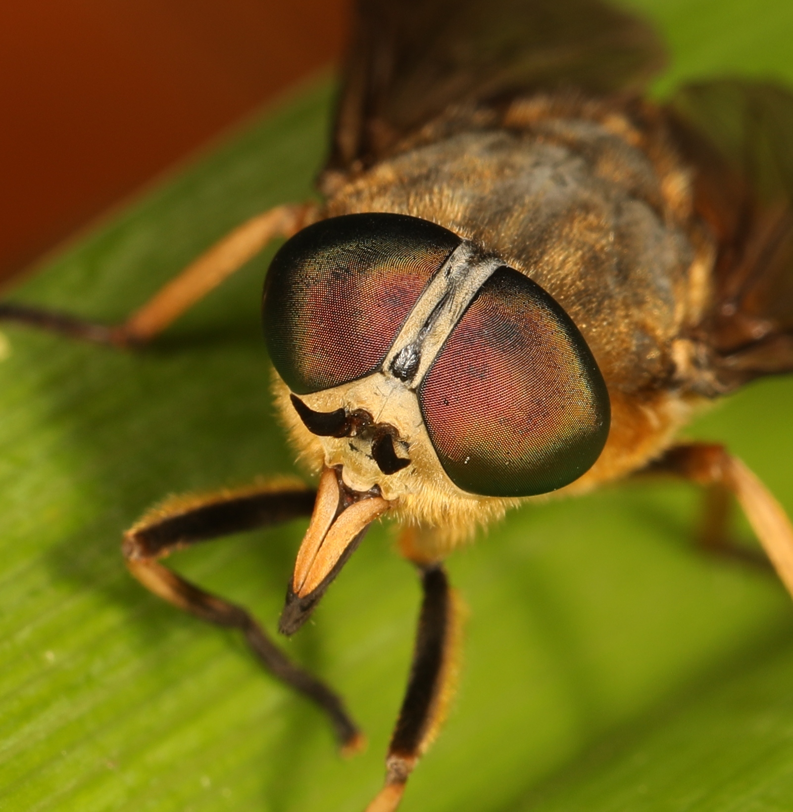 Tabanus bovinus Linnaeus, 1758