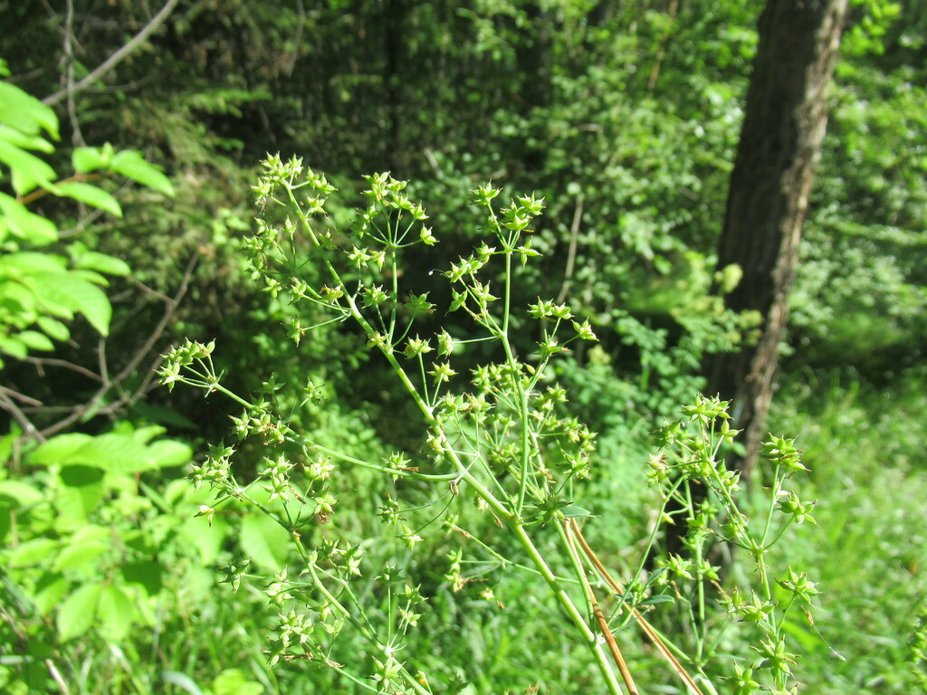 Lesser Meadow-rue from Усольский р-н, Иркутская обл., Россия on July 4 ...