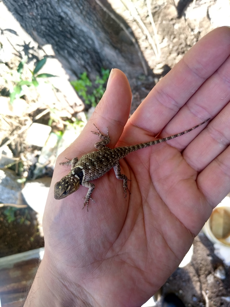 Blue Spiny Lizard from Granjitas de La Silla, Guadalupe, N.L., México ...