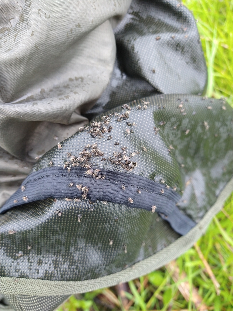 Black Flies from Красноярский край, Россия, 647501 on July 06, 2022 at ...