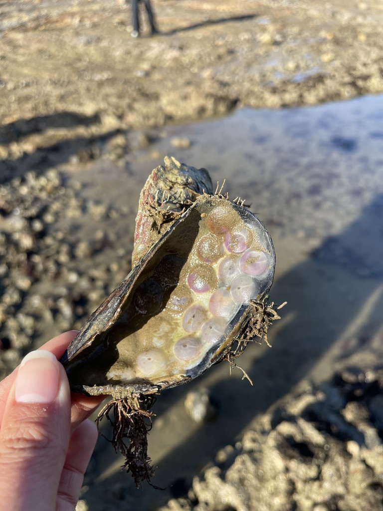Animals from Akaroa Harbour, NZ on July 04, 2022 at 01:32 PM by avab24 ...